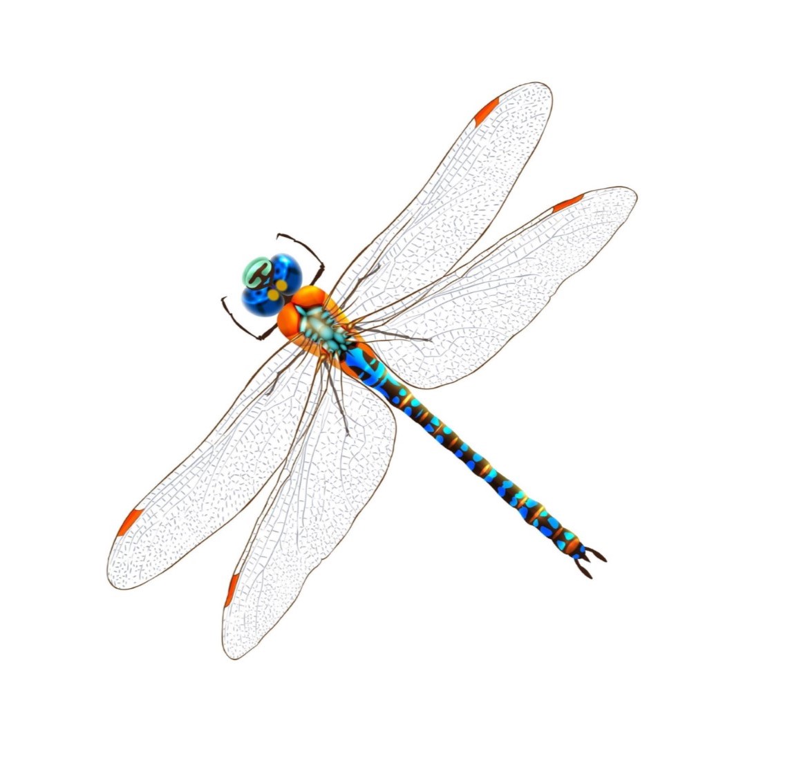 Dragonfly Signs – The New Courier